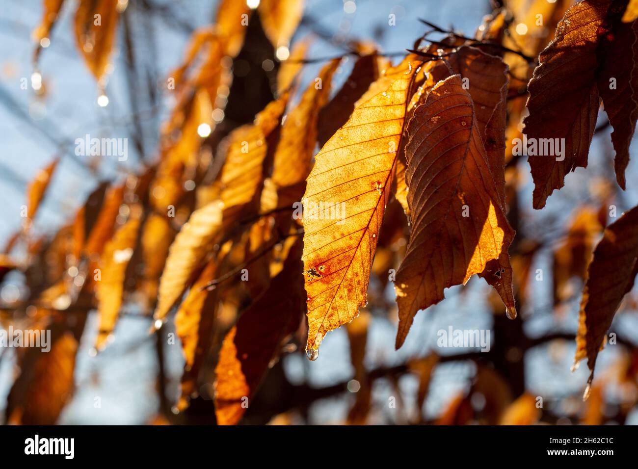 Autumn leaves in sunshine hi-res stock photography and images - Alamy