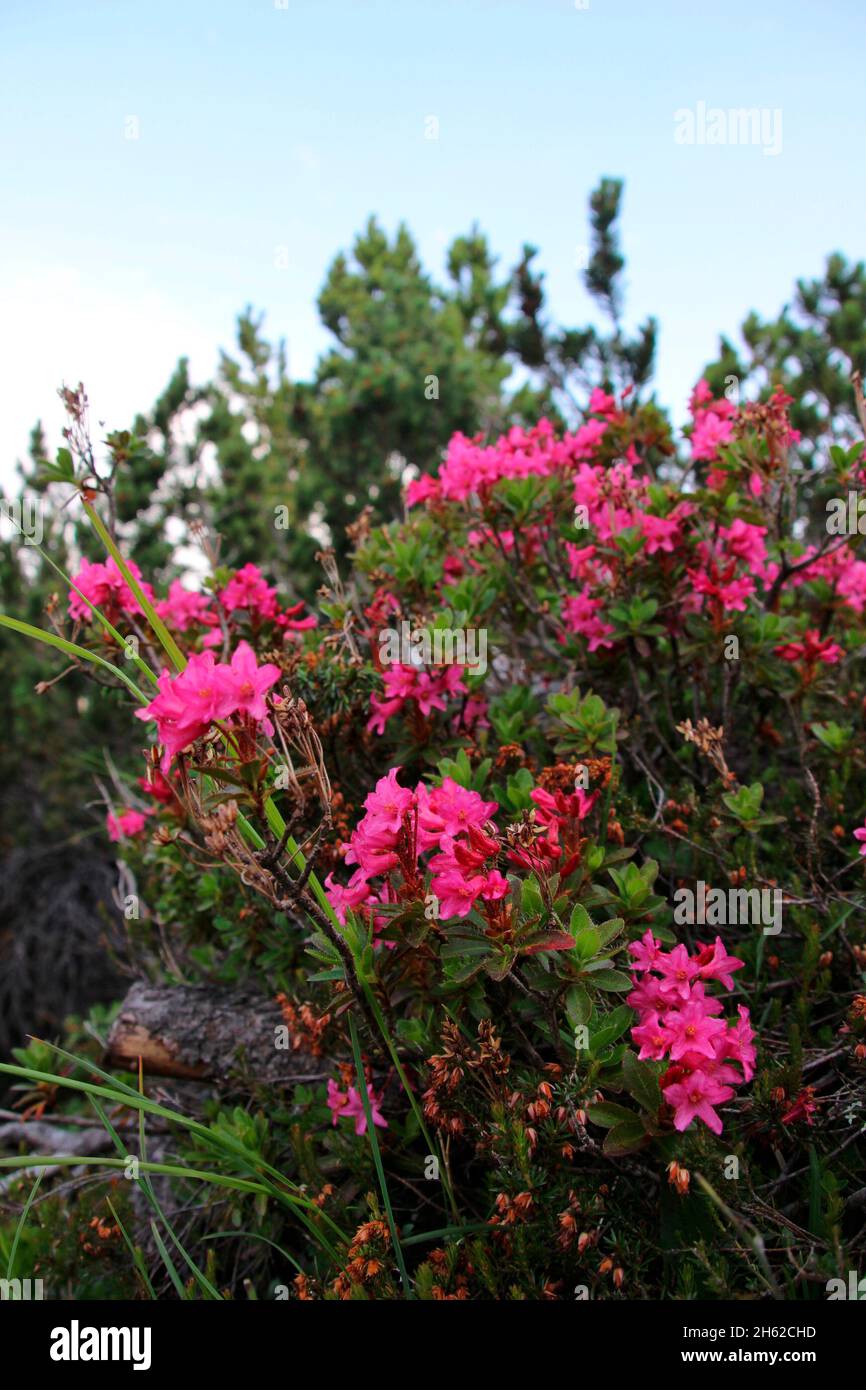 hike to the summit of the brunnsteinspitze (2197 meters),an alpine rose ...