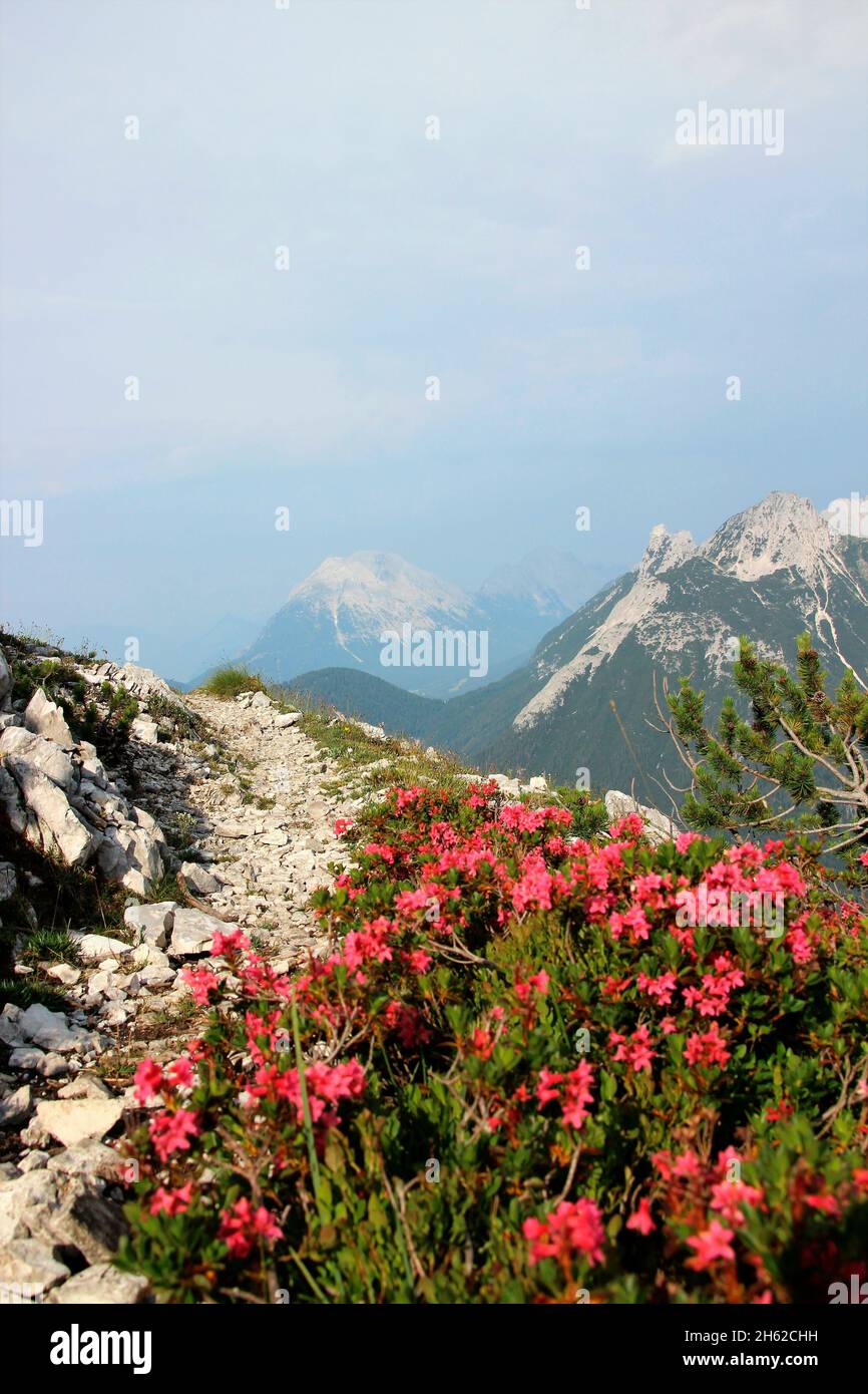 Alpine roses in the mountains hi-res stock photography and images - Alamy