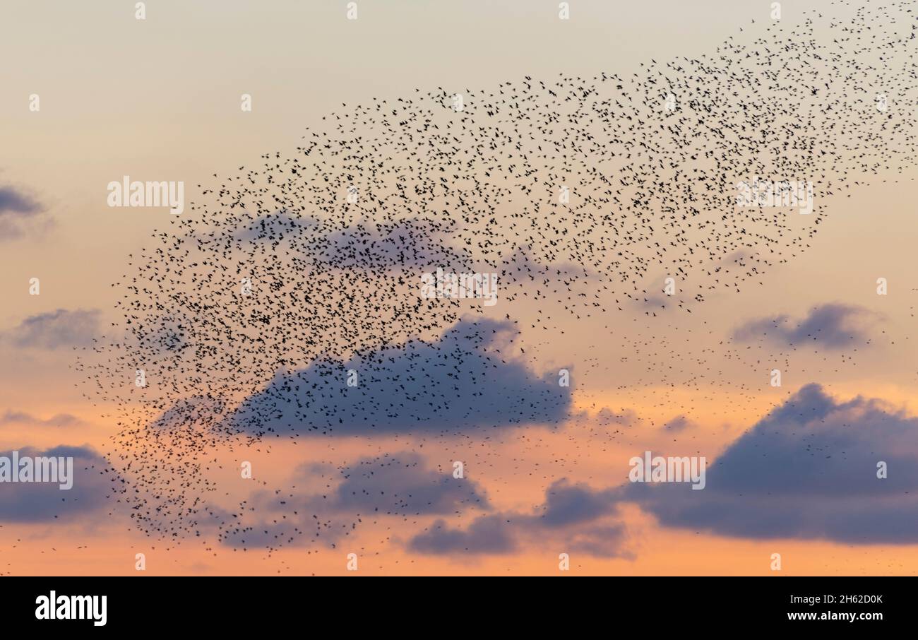 Murmuration Of Starlings Sunset High Resolution Stock Photography and ...