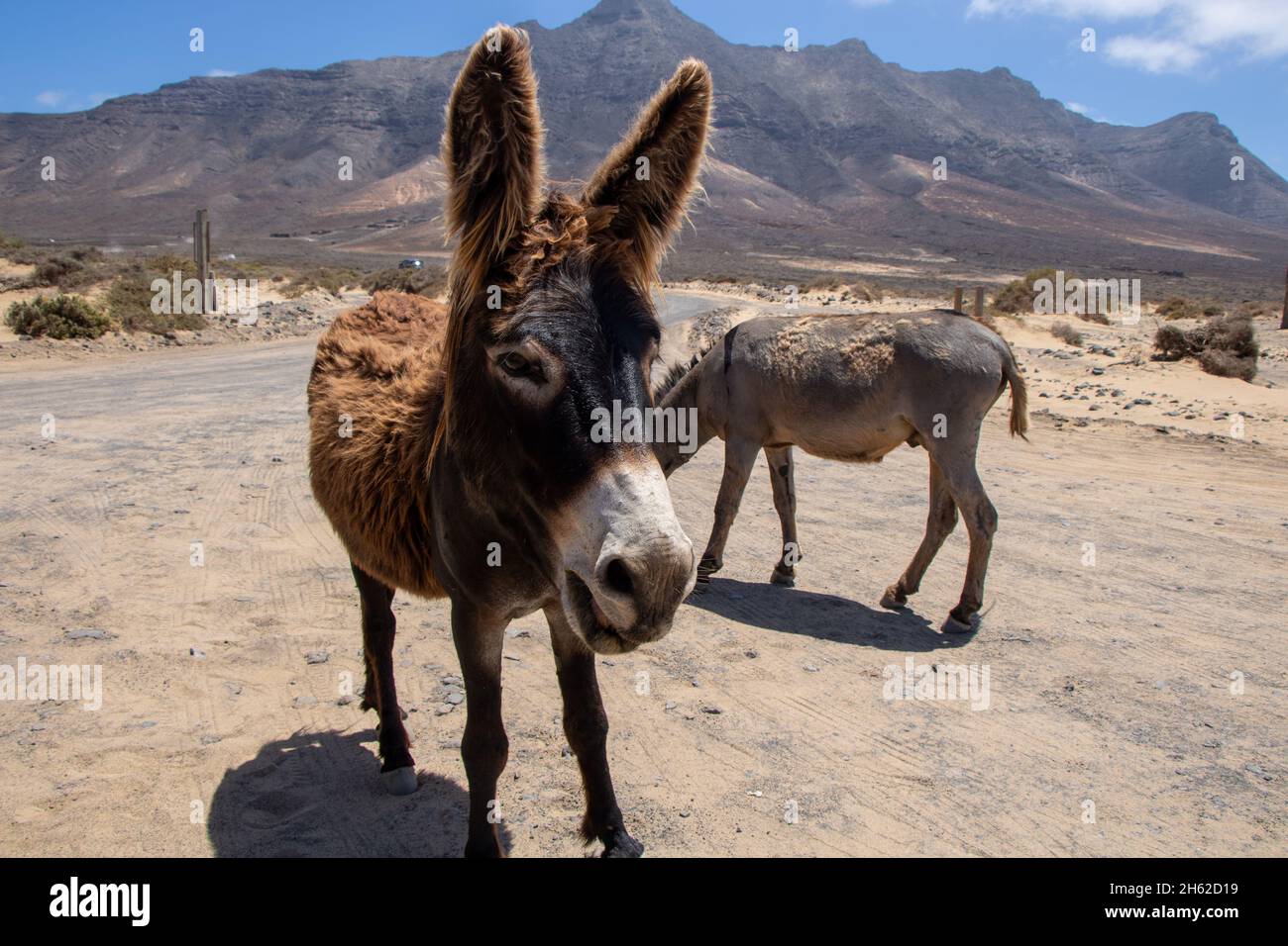 Donkey stands hi-res stock photography and images - Alamy
