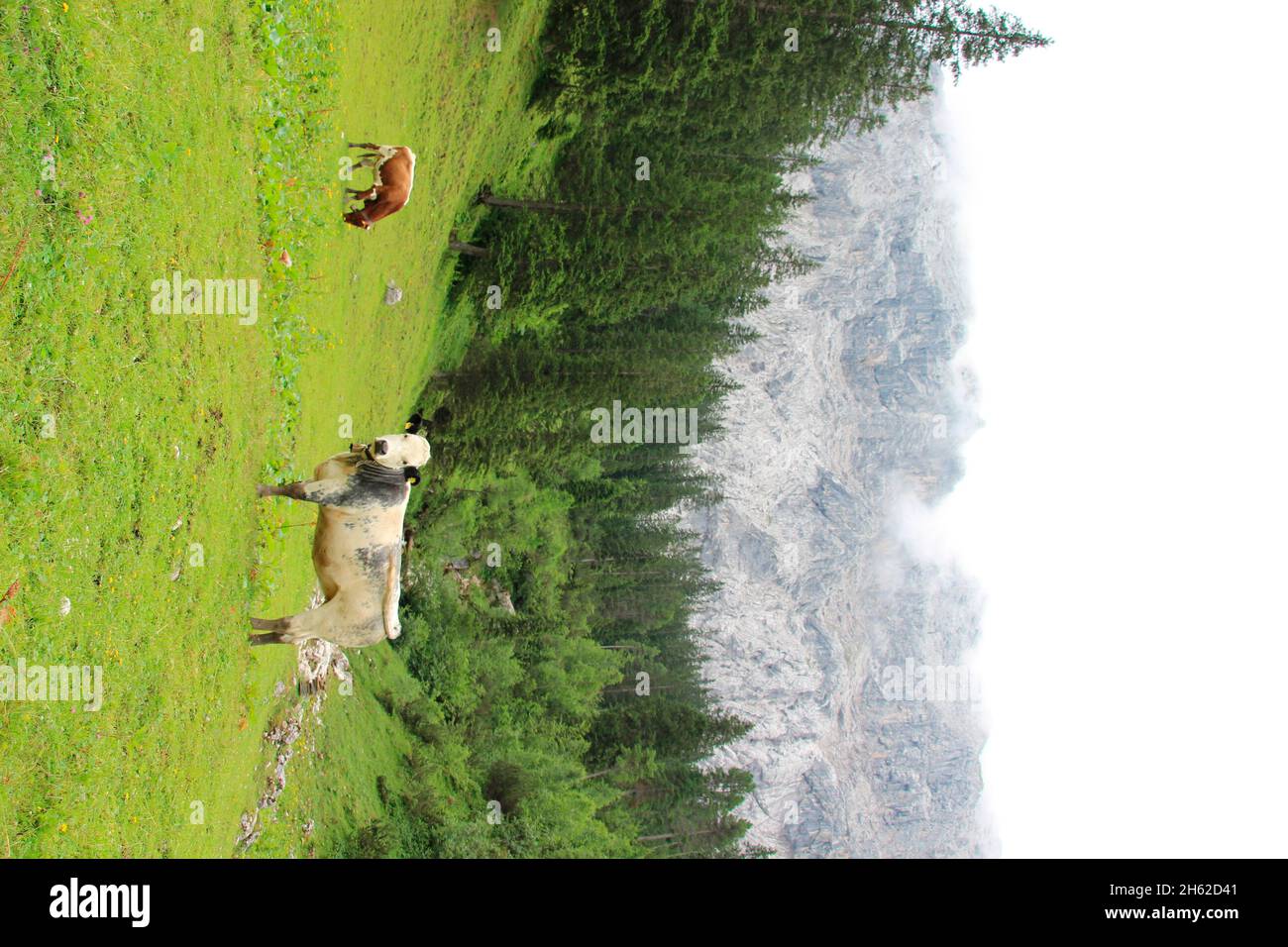 cow,cows on the wettersteinalm 1464 m,germany,bavaria,werdenfels ...