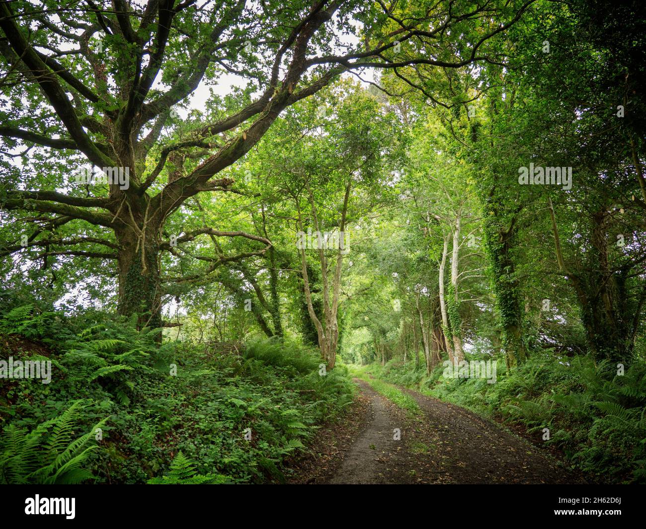 armorique natural park in brittany Stock Photo - Alamy