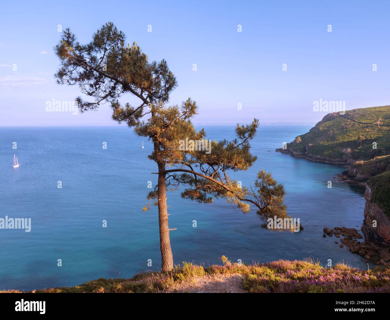 Pine tree coast atlantic ocean hi-res stock photography and images - Alamy