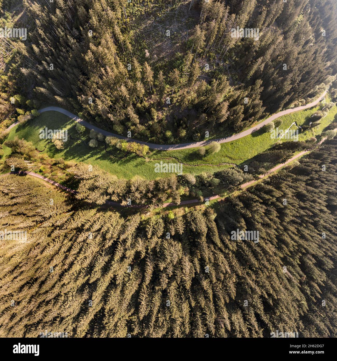 Tree top view of forest ground hi-res stock photography and images - Alamy