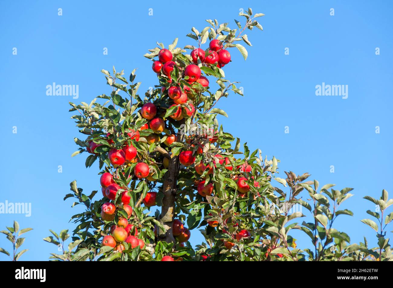 germany,baden-wuerttemberg,weinstadt-strümpfelbach,apple tree with ripe ...