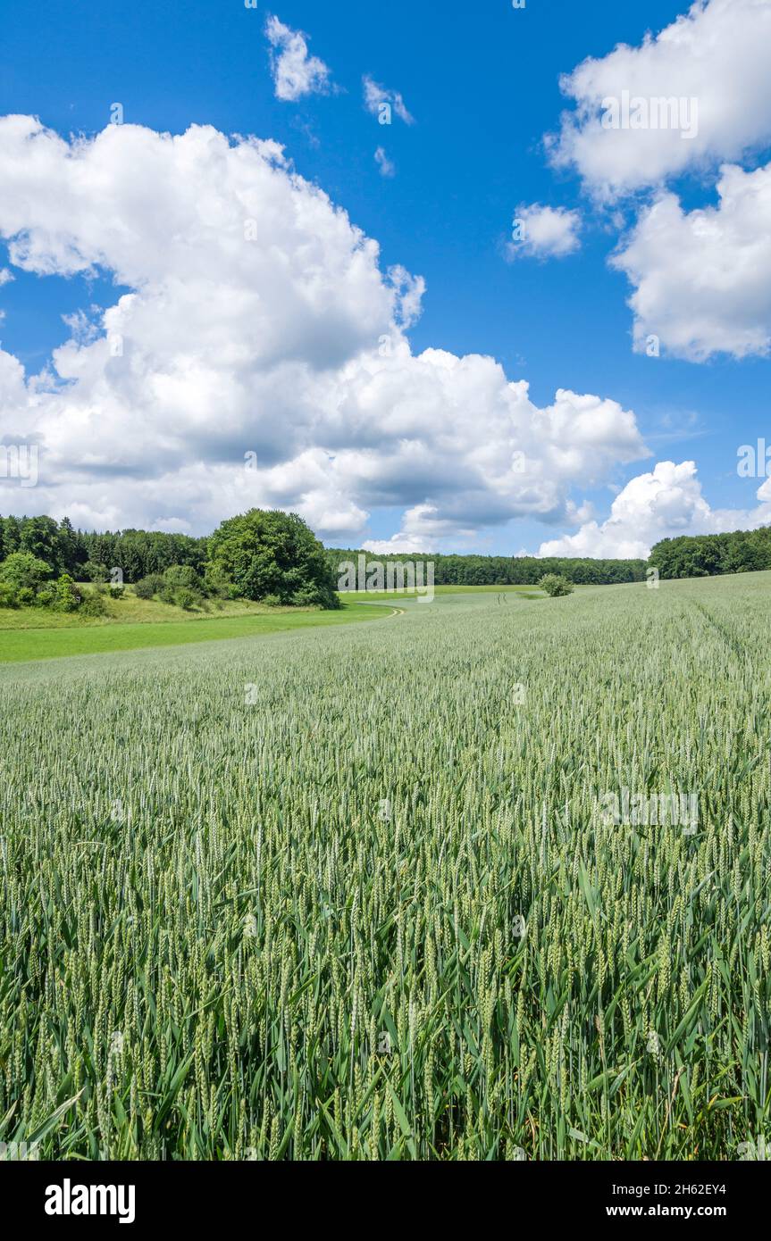 germany,baden-wuerttemberg,römerstein,wheat field,grain field Stock ...