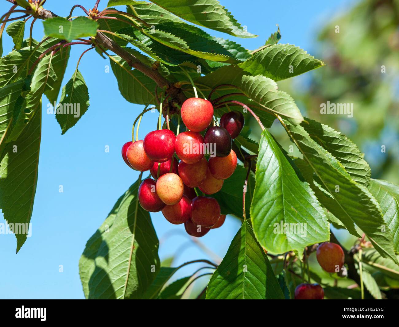 germany,baden-wuerttemberg,beuren,büttner's red cartilaginous cherry ...