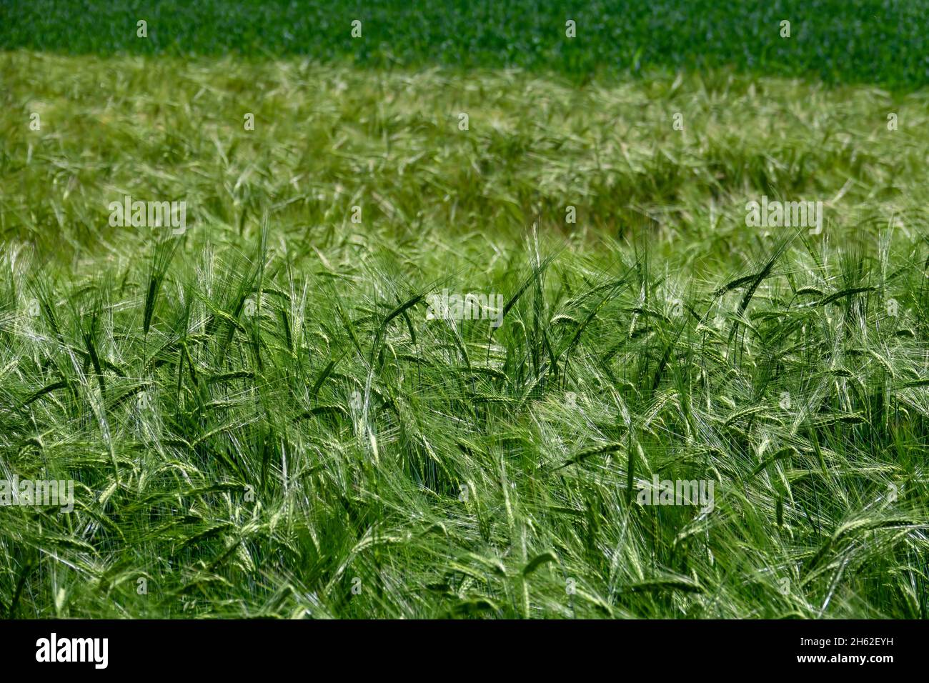 barley field,grain field Stock Photo - Alamy