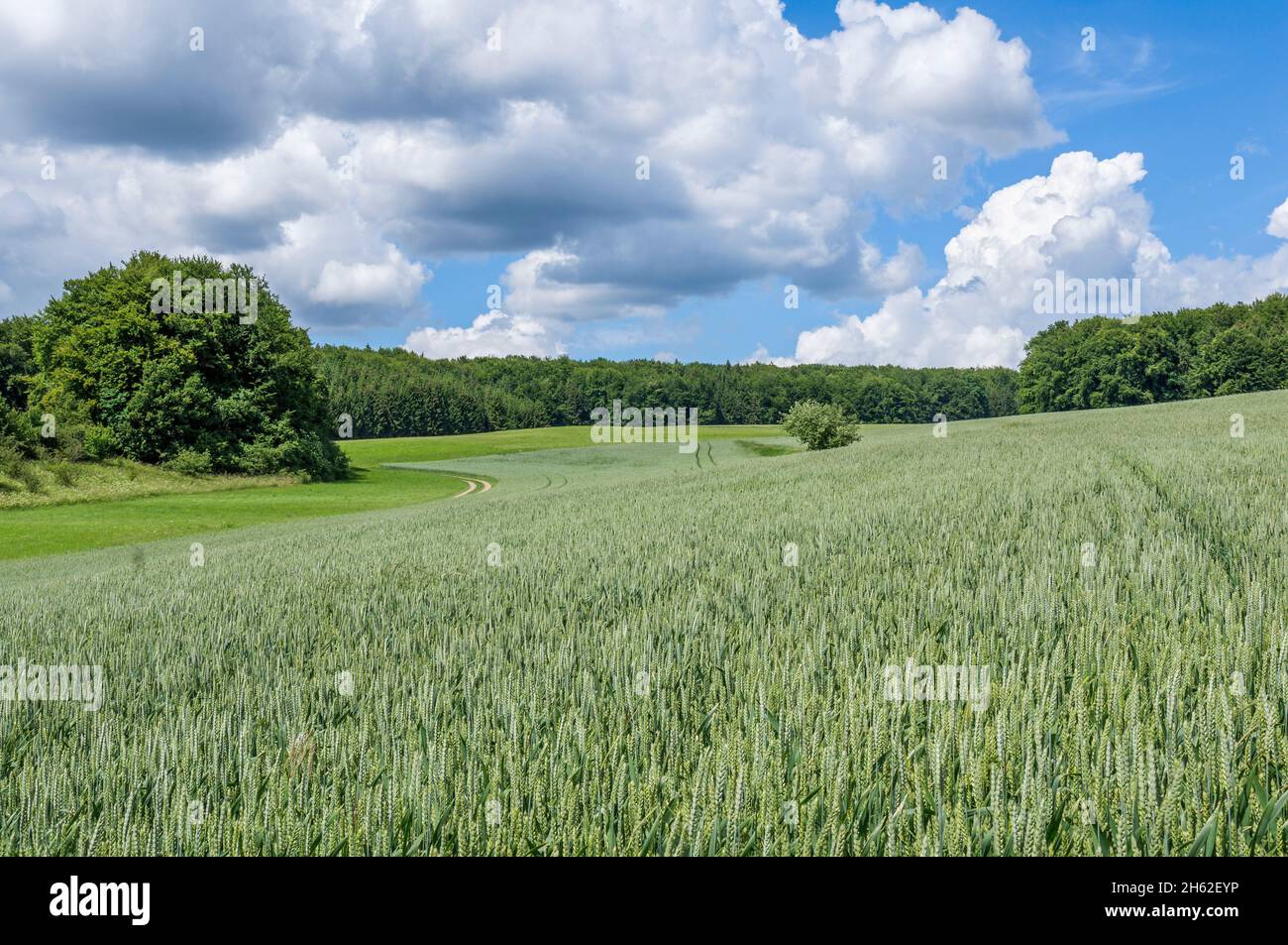germany,baden-wuerttemberg,römerstein,wheat field,grain field Stock ...