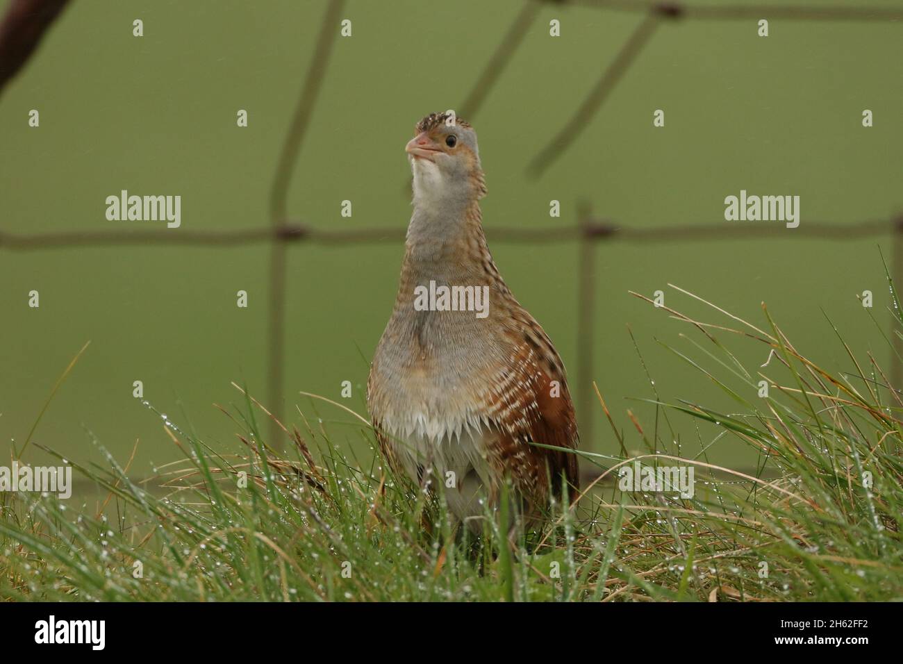 corncrake, a spring / summer breeding species in the north of Scotland ...