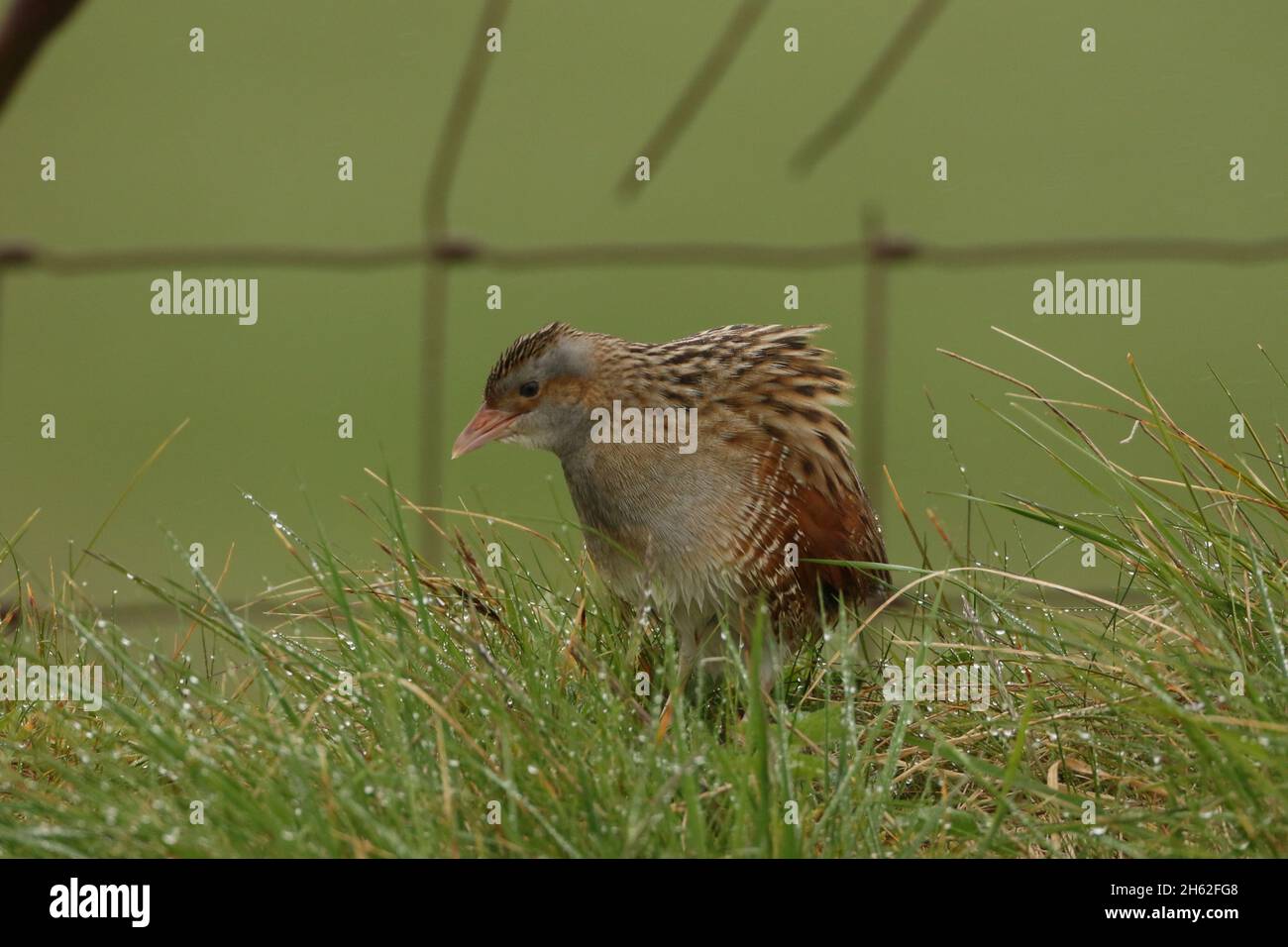 Breeds on the machair in the outer hebrides hi-res stock photography ...
