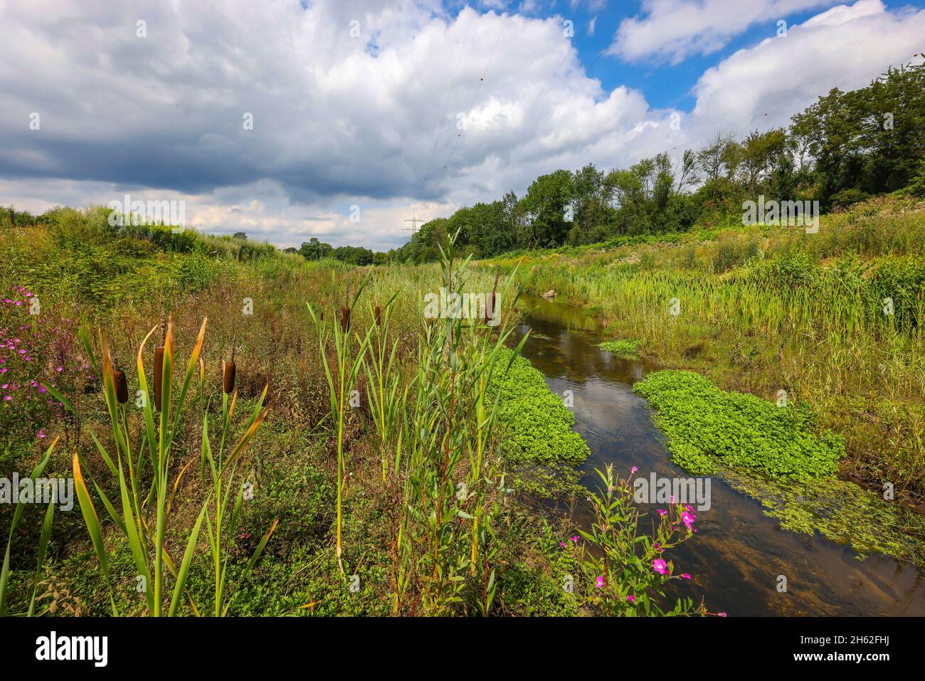 bottrop,north rhine-westphalia,germany - renatured boye,the tributary ...