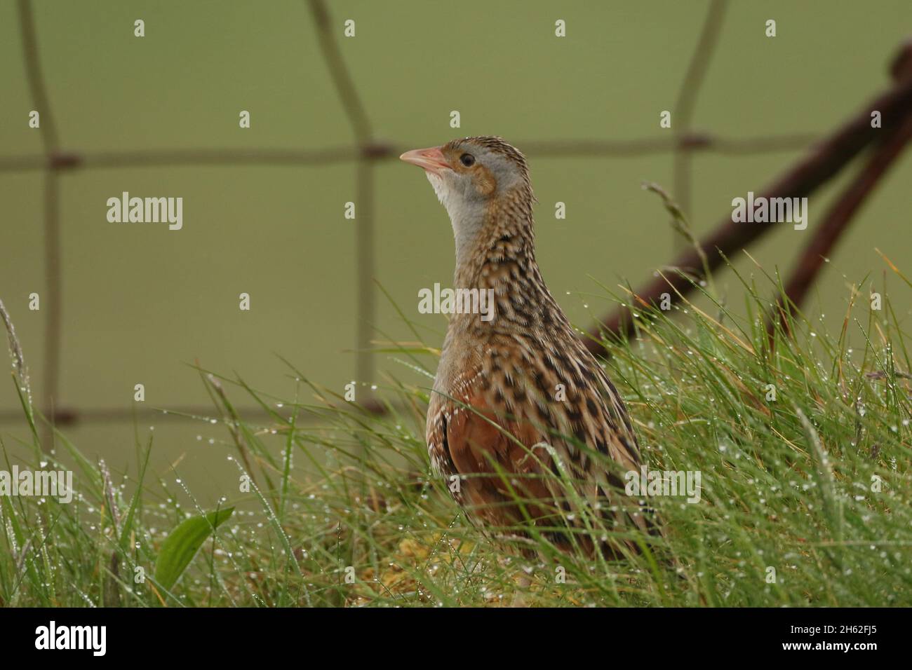 corncrake, a spring / summer breeding species in the north of Scotland ...
