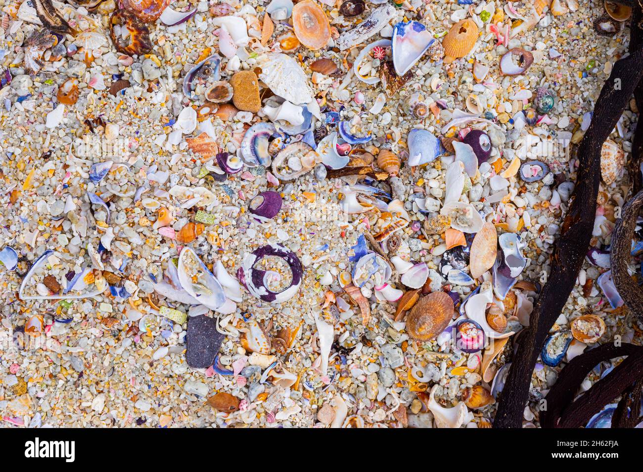 Overhead view of washed up and broken sea shells on sandy beach in Cape ...