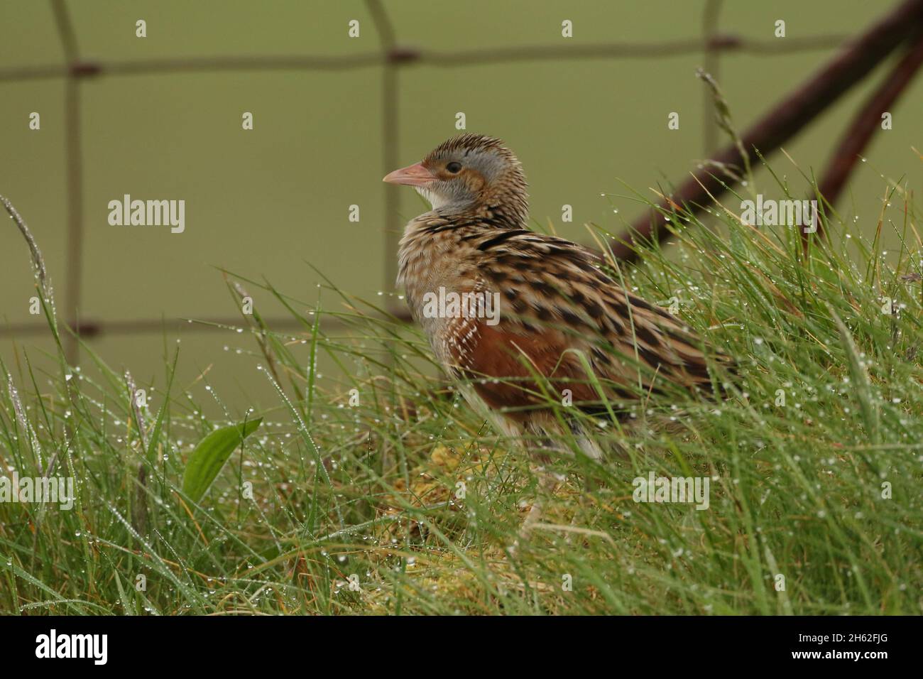 Scottish frogs hi-res stock photography and images - Alamy