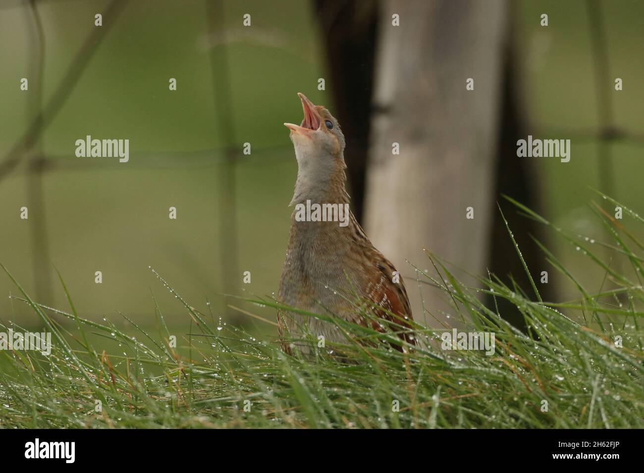 corncrake, a spring / summer breeding species in the north of Scotland ...