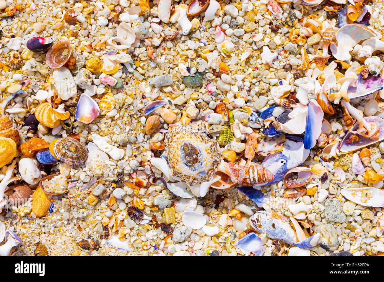 Overhead view of washed up and broken sea shells on sandy beach in Cape ...