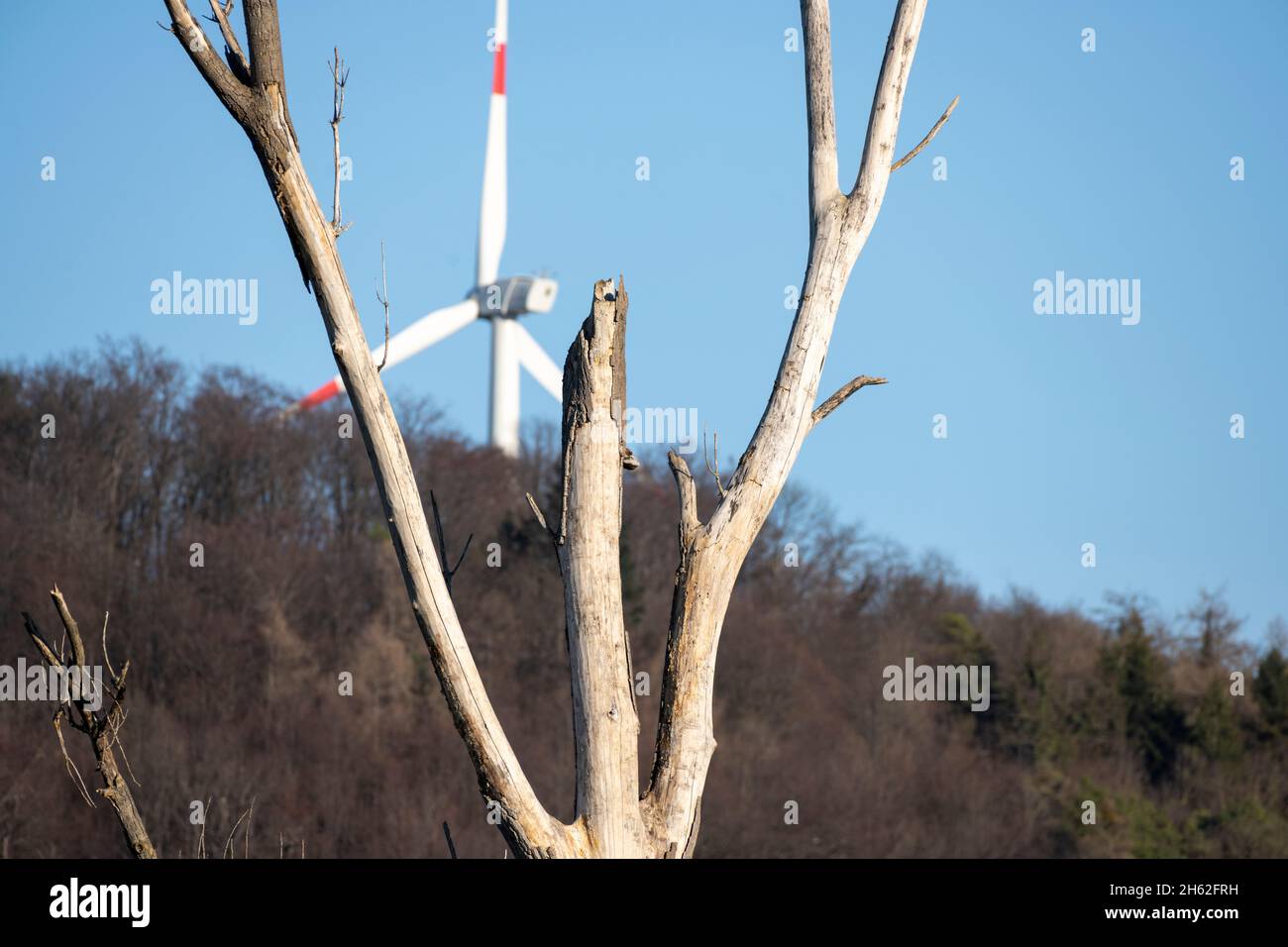dead tree in front of a wind turbine Stock Photo - Alamy
