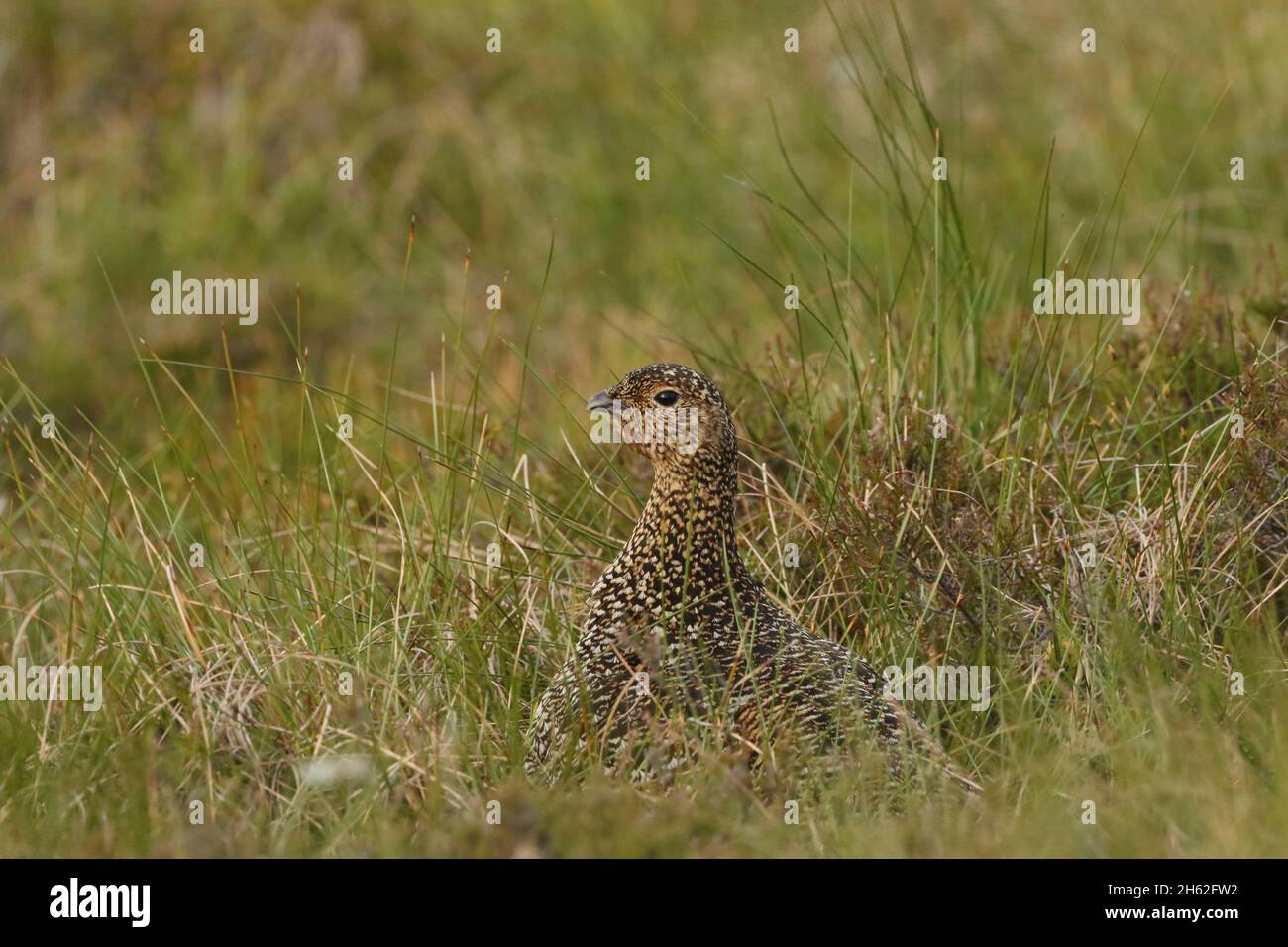 Predominantly a herbivore hi-res stock photography and images - Alamy