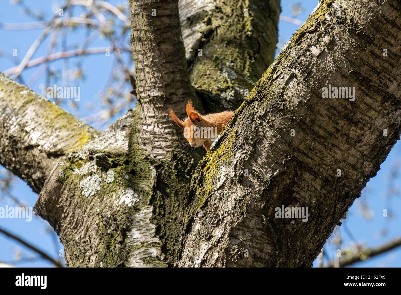 red squirrel,sciurus vulgaris,in a tree Stock Photo - Alamy