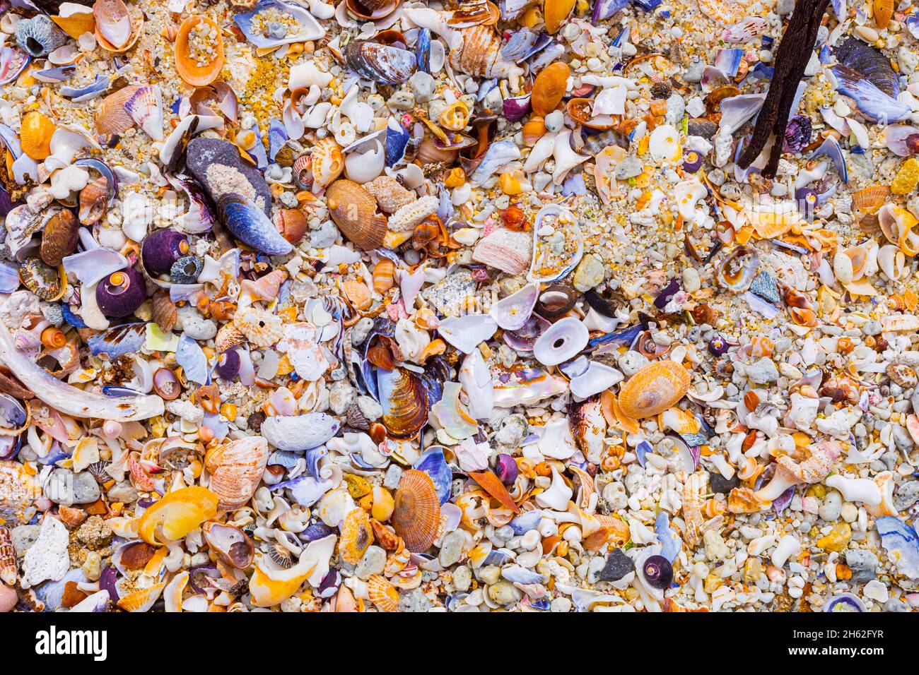 Overhead view of washed up and broken sea shells on sandy beach in Cape ...