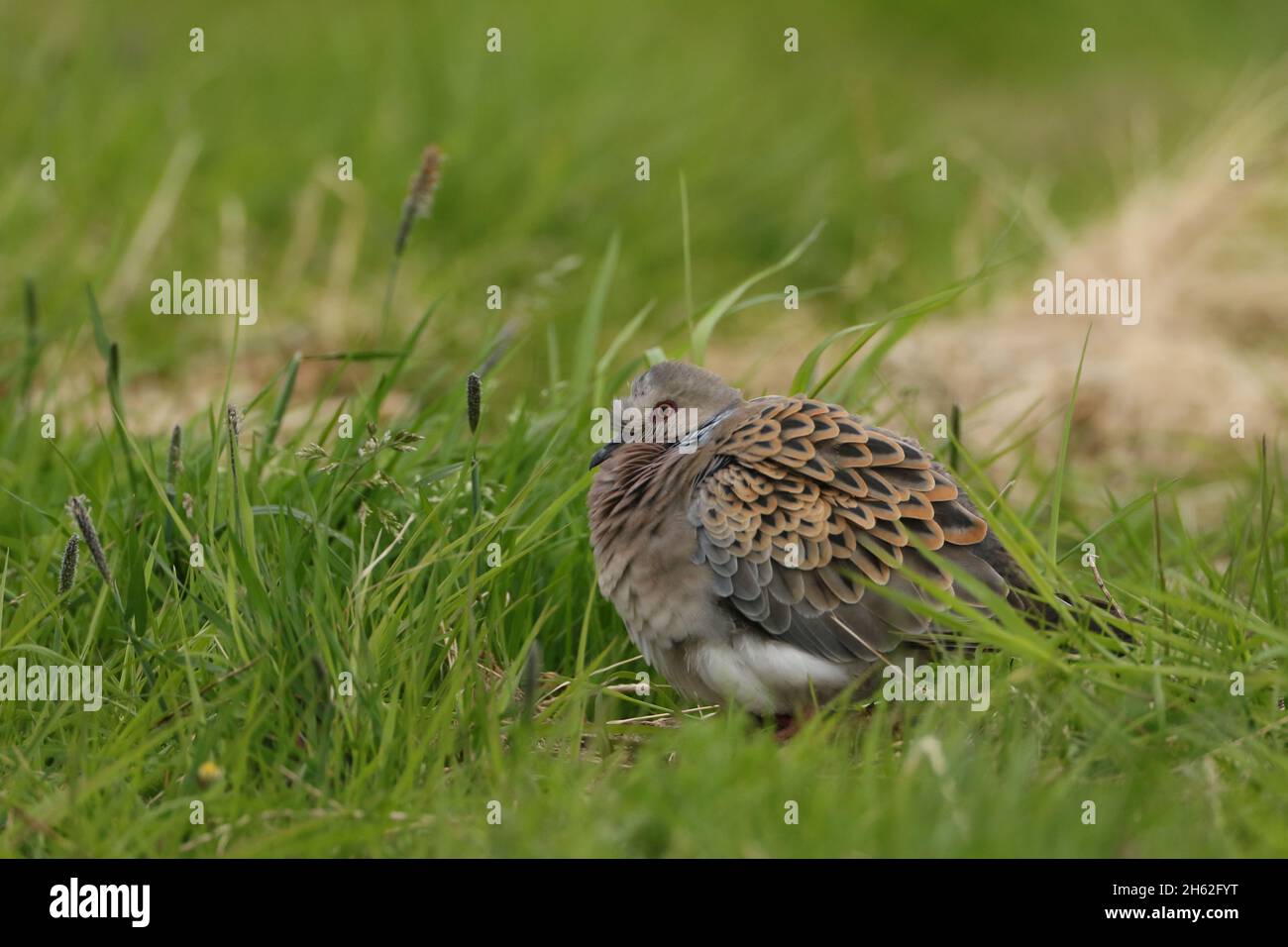 Prefers sheltered lowlands hi-res stock photography and images - Alamy