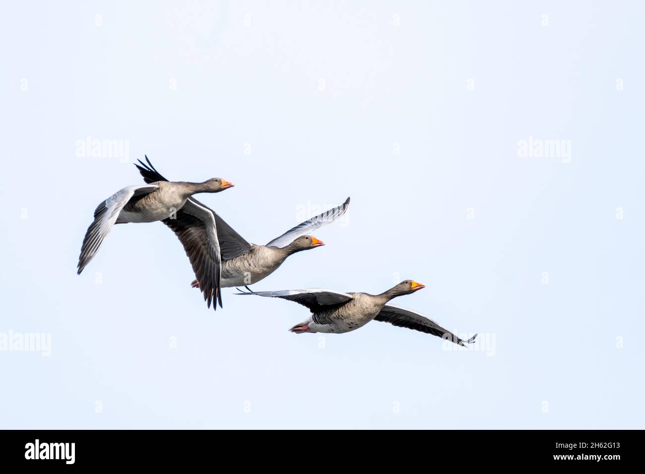 Geese in profile hi-res stock photography and images - Alamy