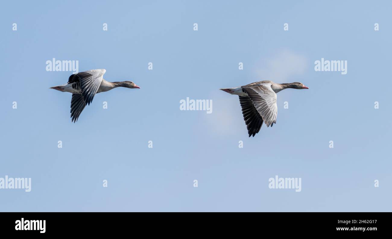 greylag geese in flight Stock Photo - Alamy