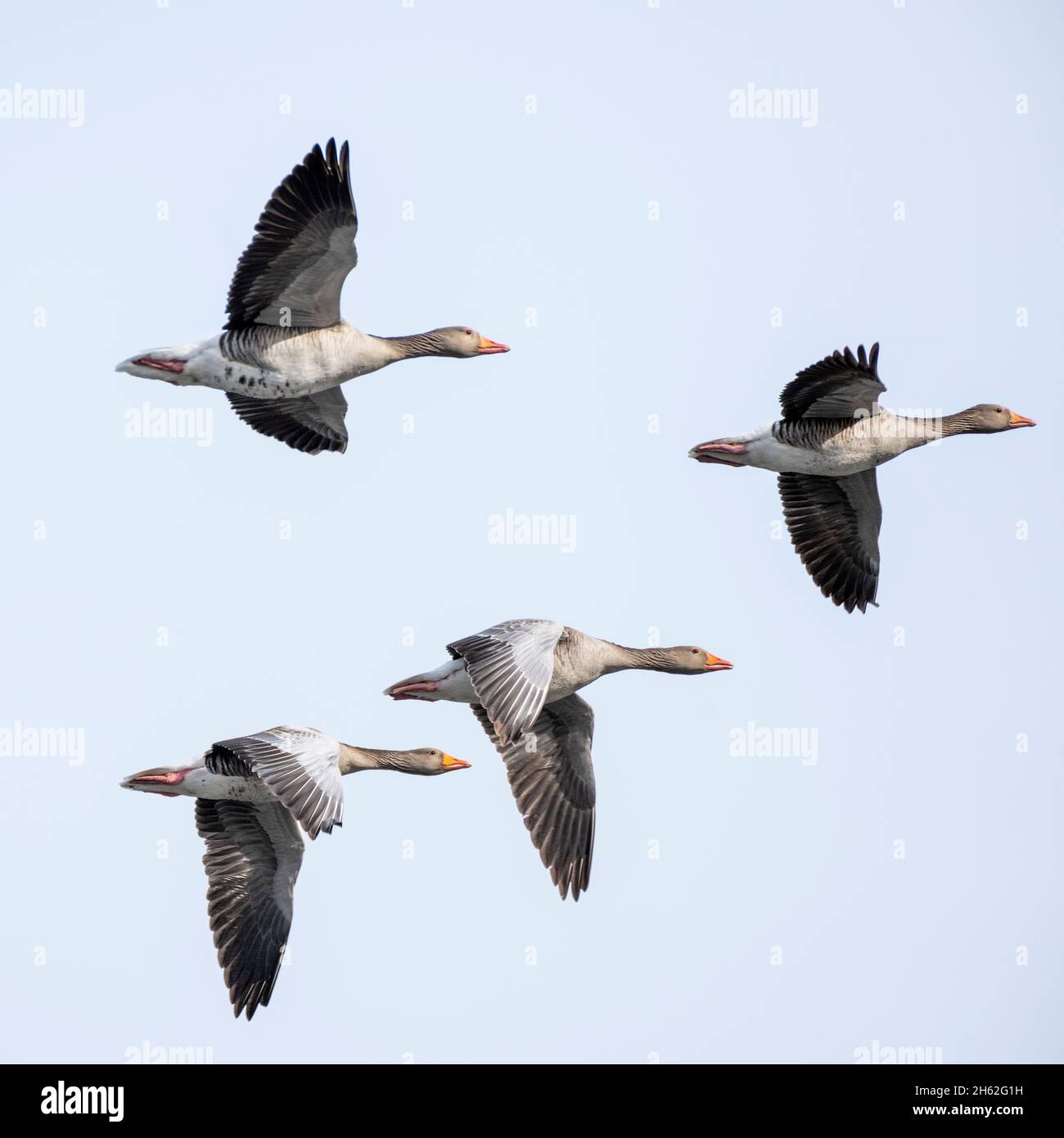greylag geese in flight Stock Photo - Alamy
