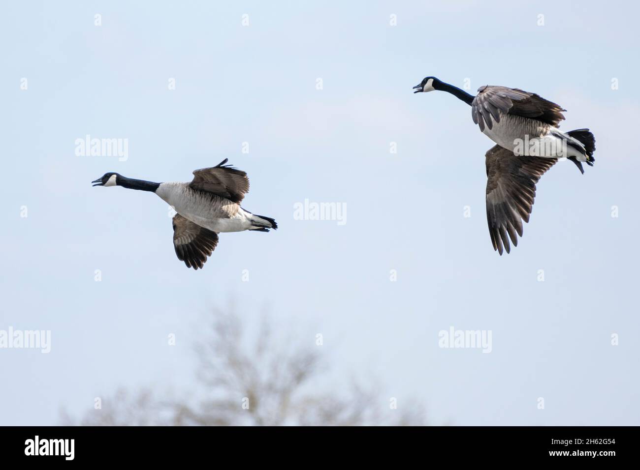 canada geese (branta canadensis) in flight Stock Photo - Alamy