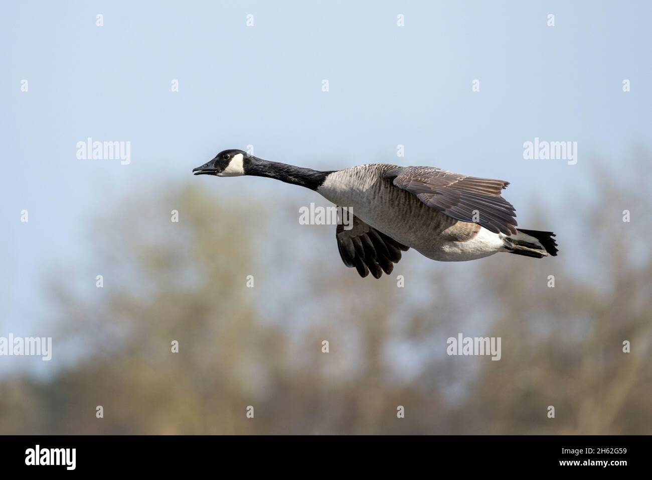 canada goose (branta canadensis) in flight Stock Photo - Alamy