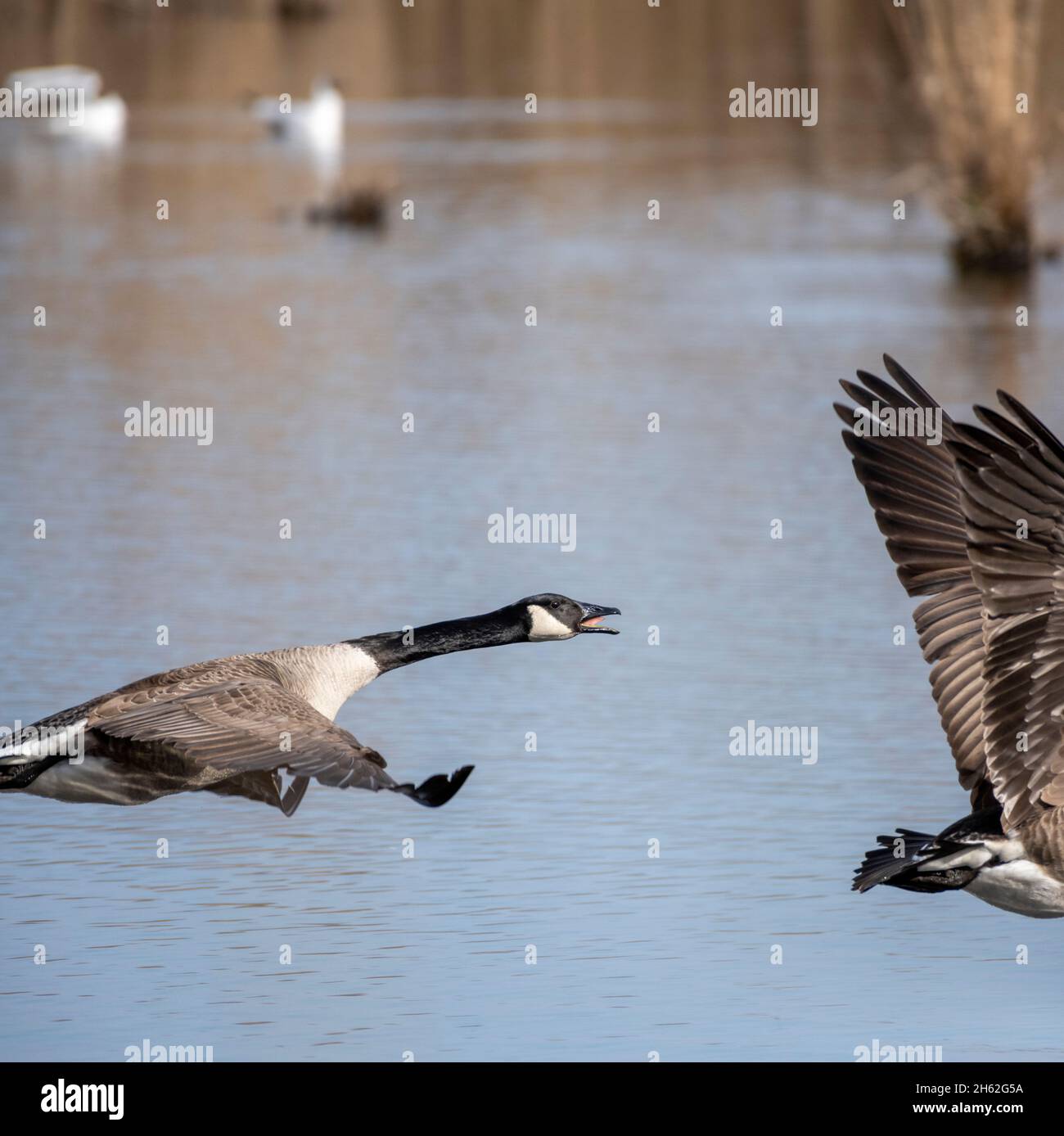 canada goose (branta canadensis) in flight Stock Photo - Alamy