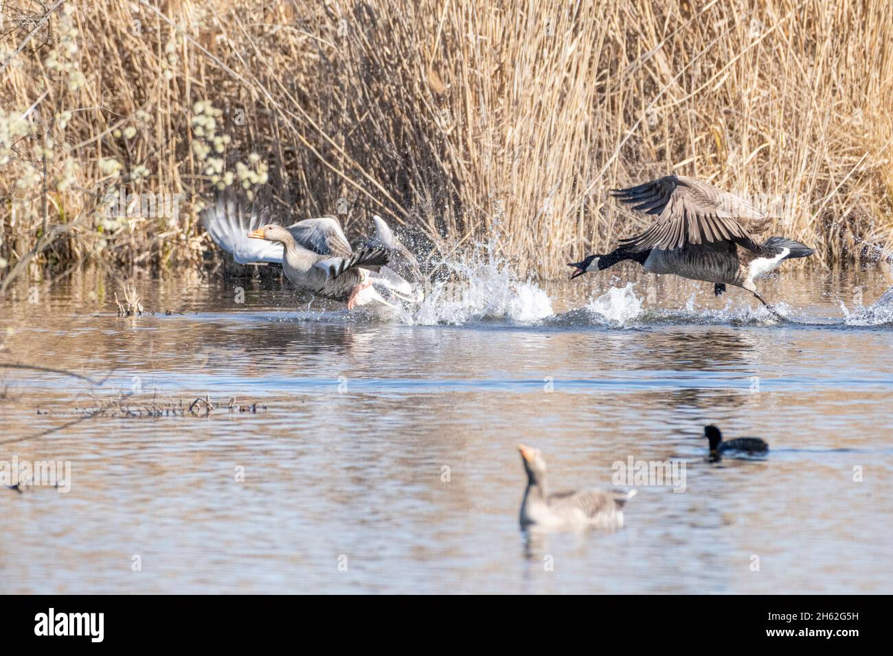 Canada goose fighting hi-res stock photography and images - Alamy
