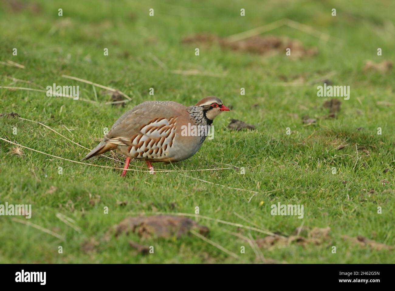 Red legged partridge are an introduced species in the UK, where they ...
