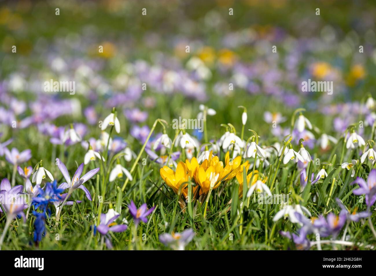 snowdrop (galanthus) family of the amaryllis family (amaryllidaceae ...