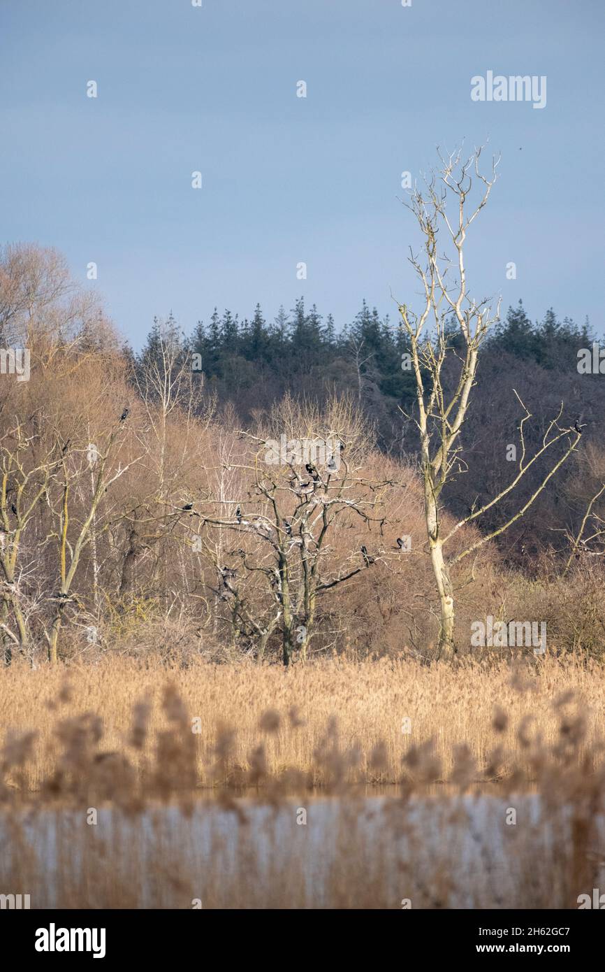 germany,baden-wuerttemberg,common reed (phragmites australis). wagbach ...