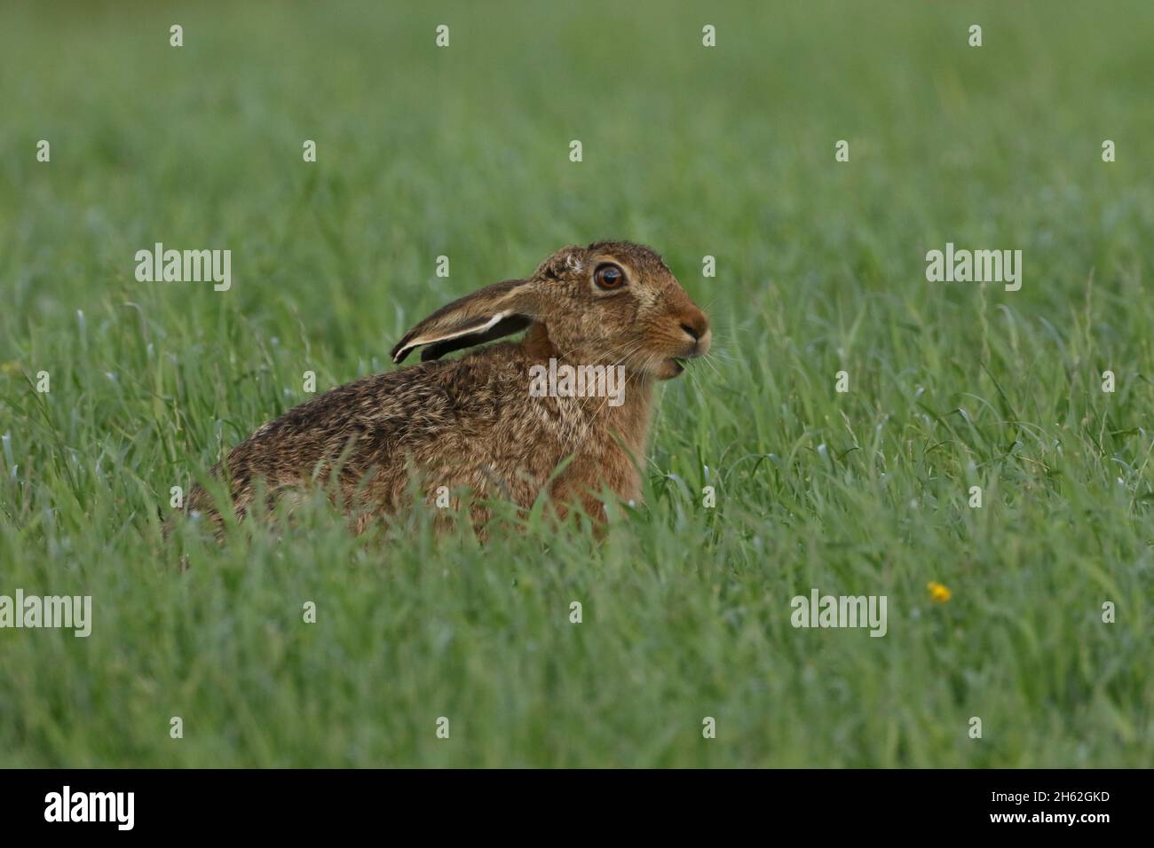Brown hare in typical habitat of pastureland. The valley in which I ...