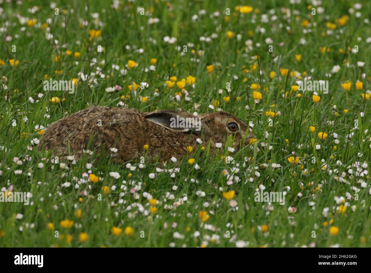 Brown hare in typical habitat of pastureland. The valley in which I ...
