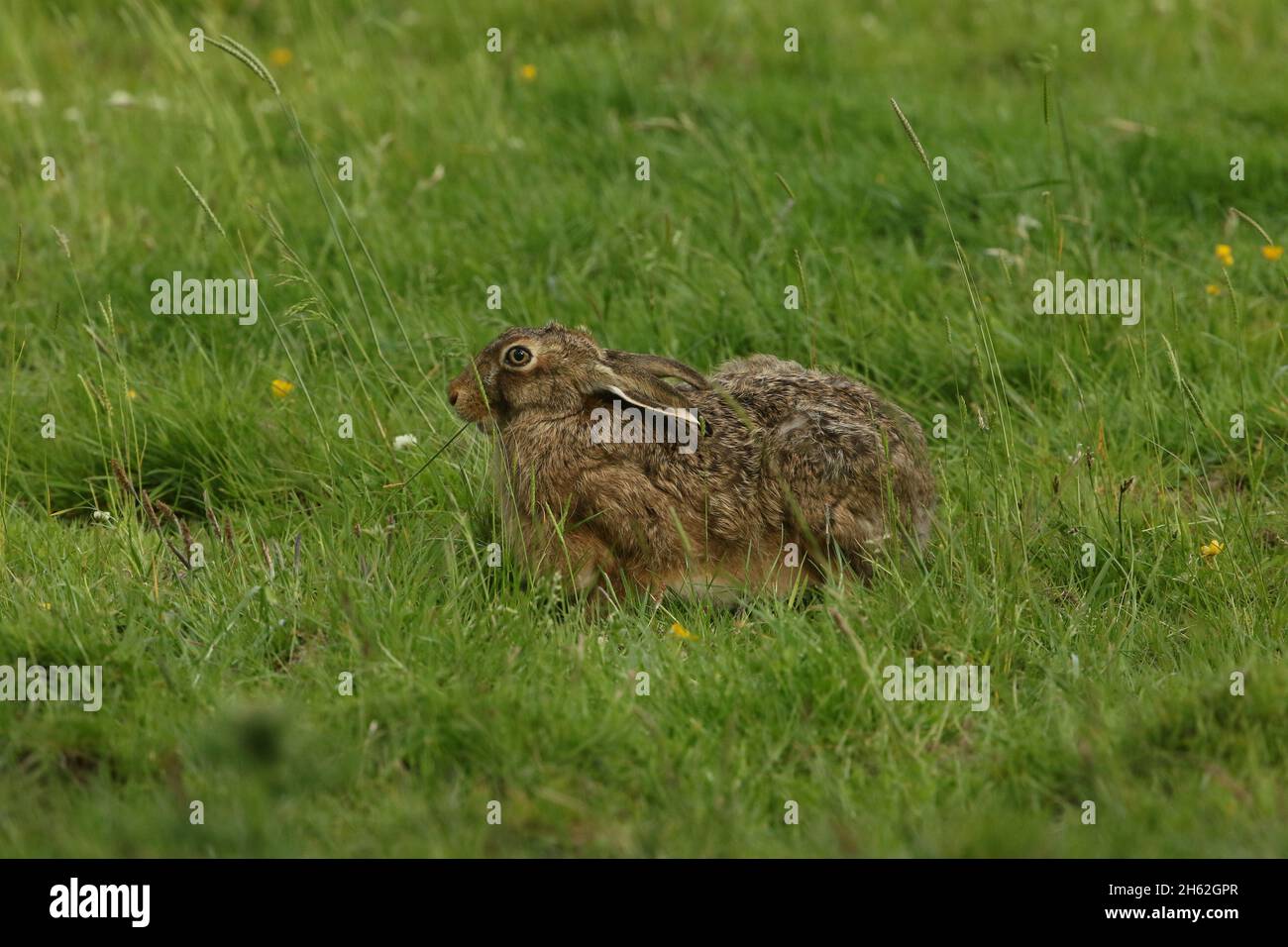 Brown hare in typical habitat of pastureland. The valley in which I ...