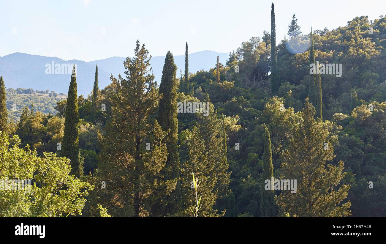 Greece cypress hi-res stock photography and images - Alamy