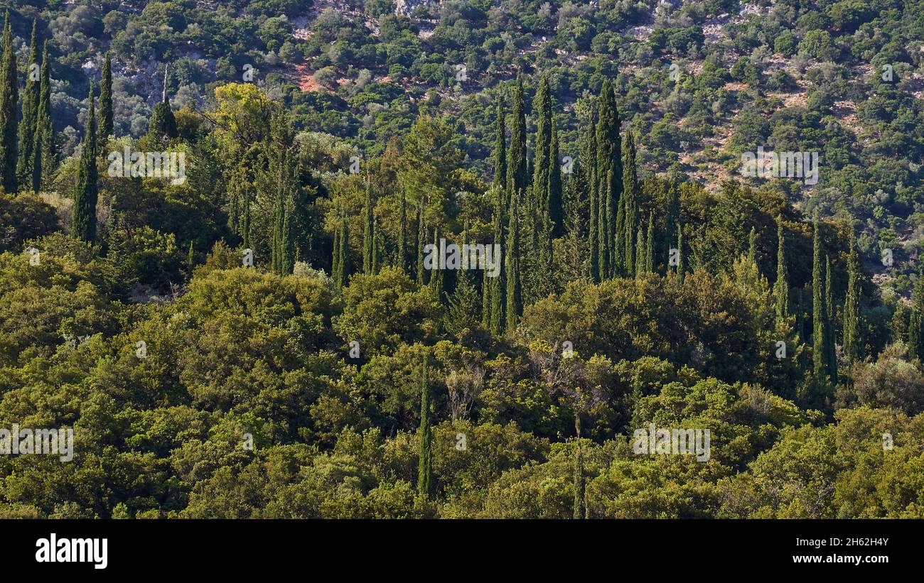 Greece cypress hi-res stock photography and images - Alamy