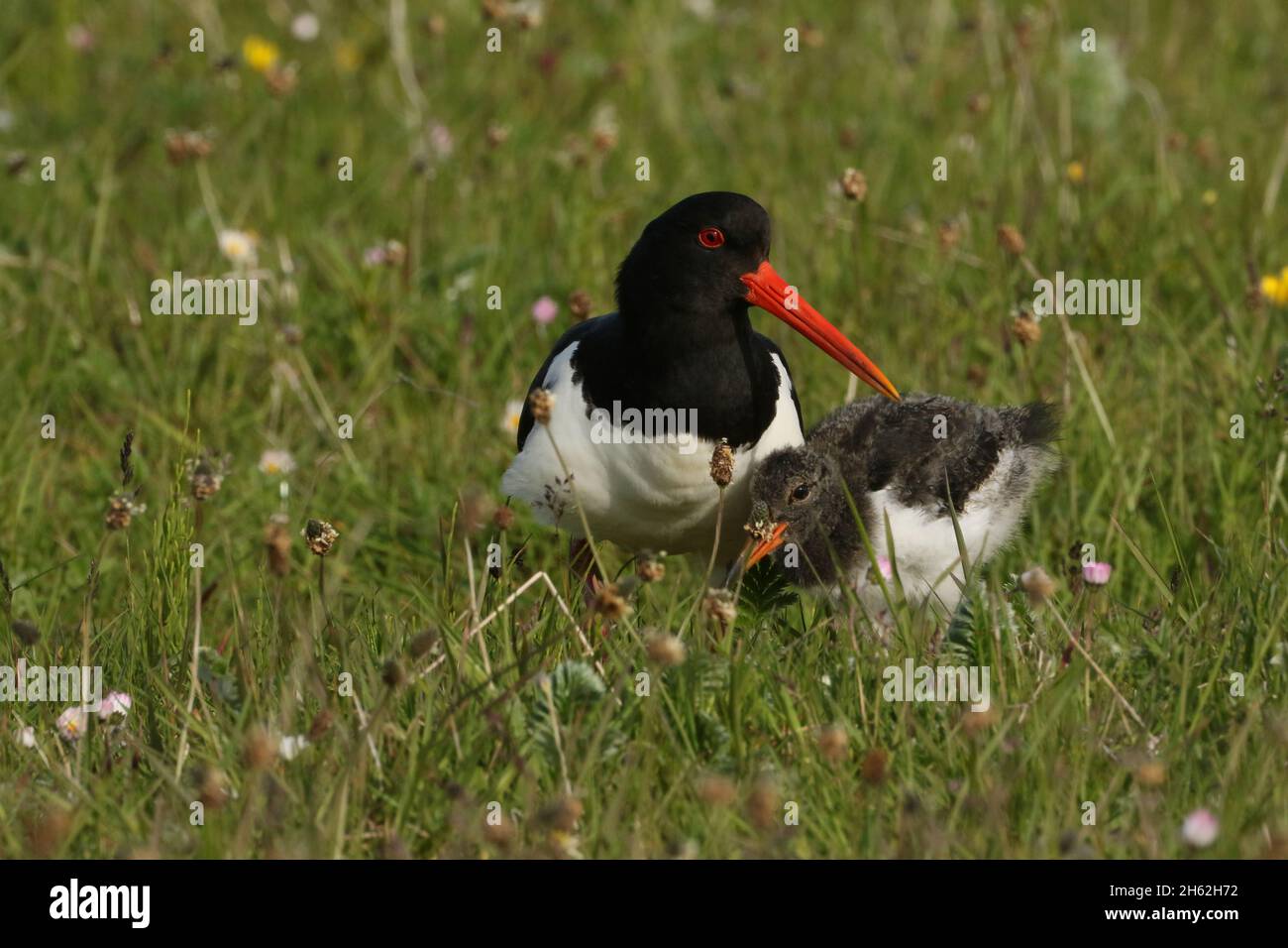 Breeds from early april hi-res stock photography and images - Alamy
