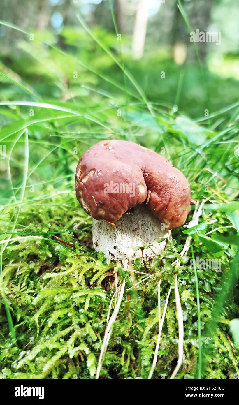 young penny bun fungus Stock Photo - Alamy