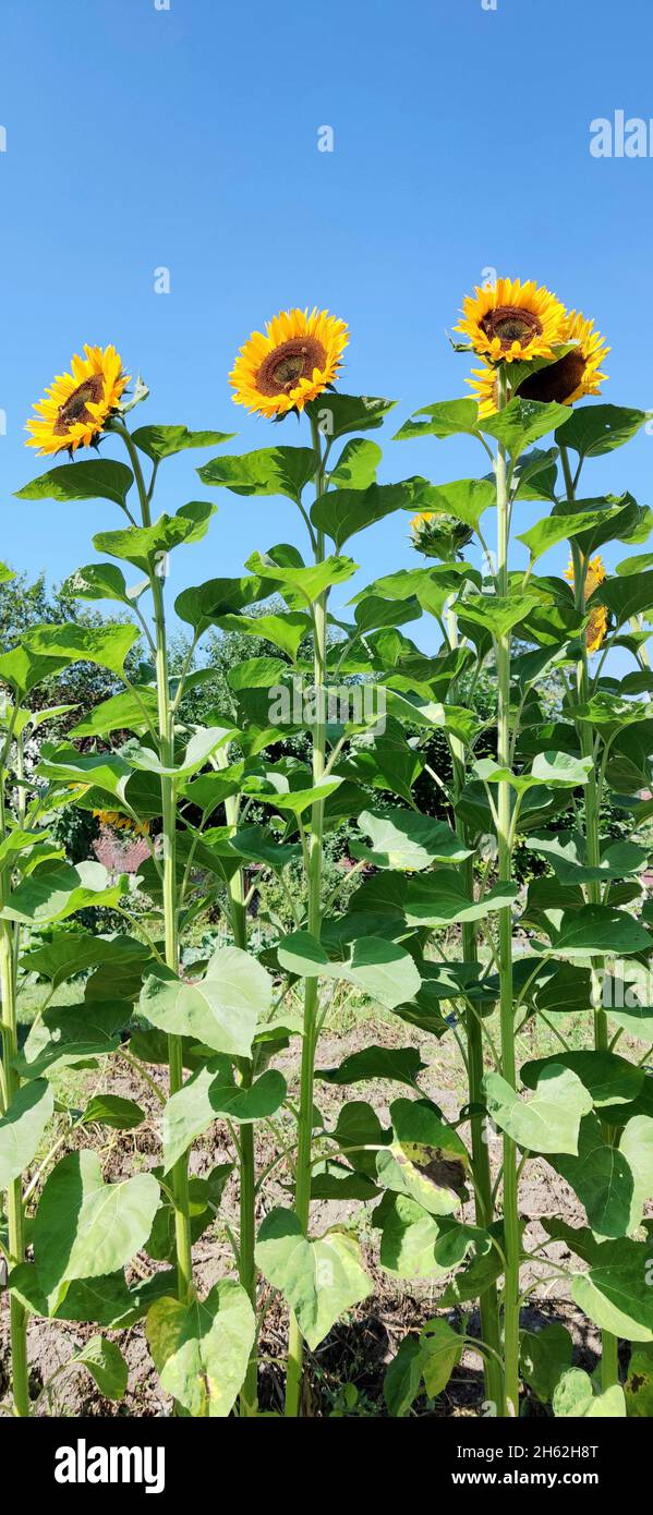 Ligulate flowers hi-res stock photography and images - Alamy