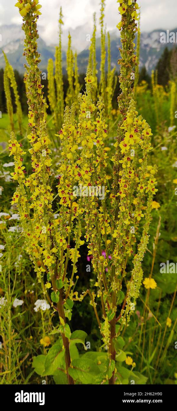 dark mullein,verbascum nigrum Stock Photo - Alamy