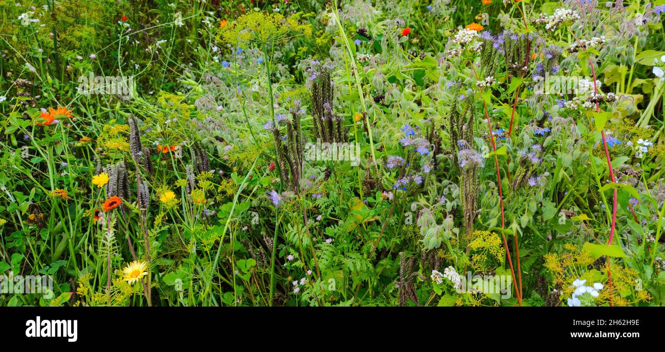 Wildflowers and herbs cover the ground in the sunflower field hi-res ...