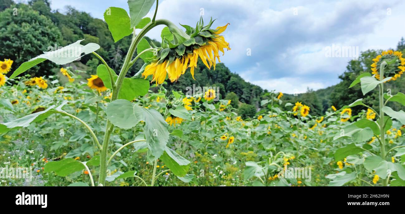 Ligulate Flowers High Resolution Stock Photography and Images - Alamy