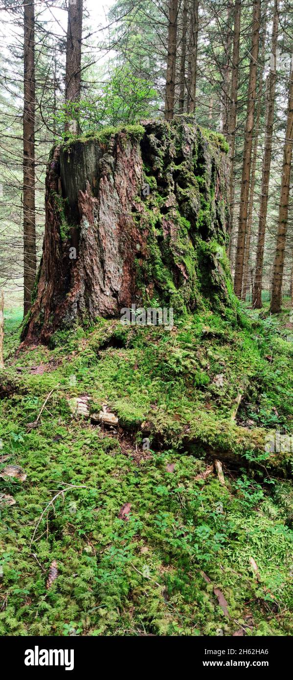 mossy striking tree stump Stock Photo - Alamy