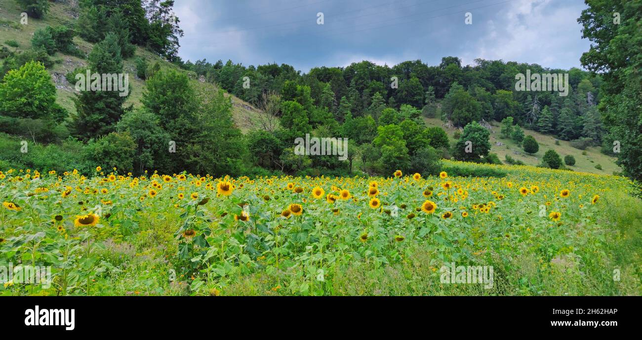 Ligulate Flowers High Resolution Stock Photography and Images - Alamy